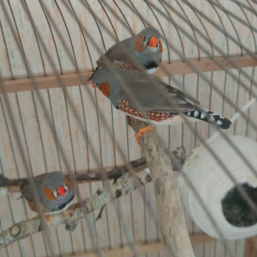 Зебровые амадины