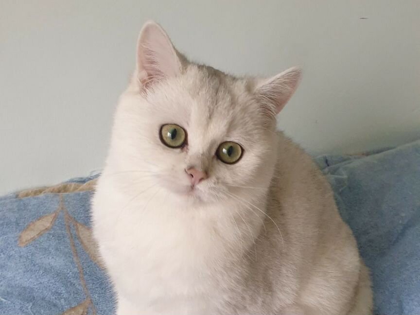 Британская короткошерстная шиншилла
