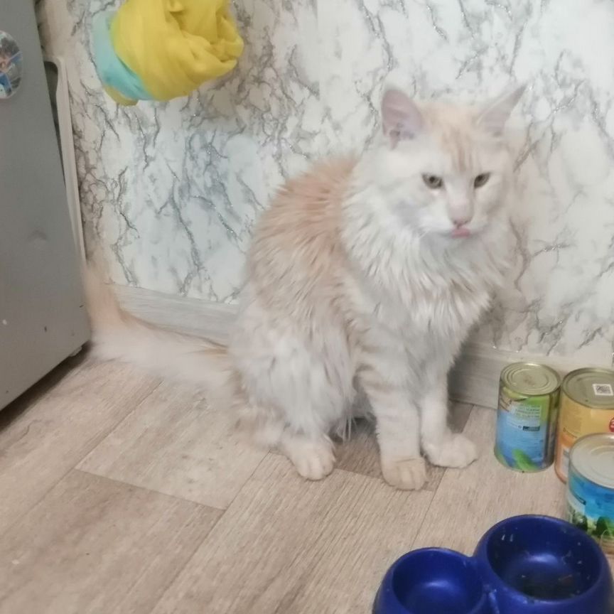 Мейн-кун котёнок