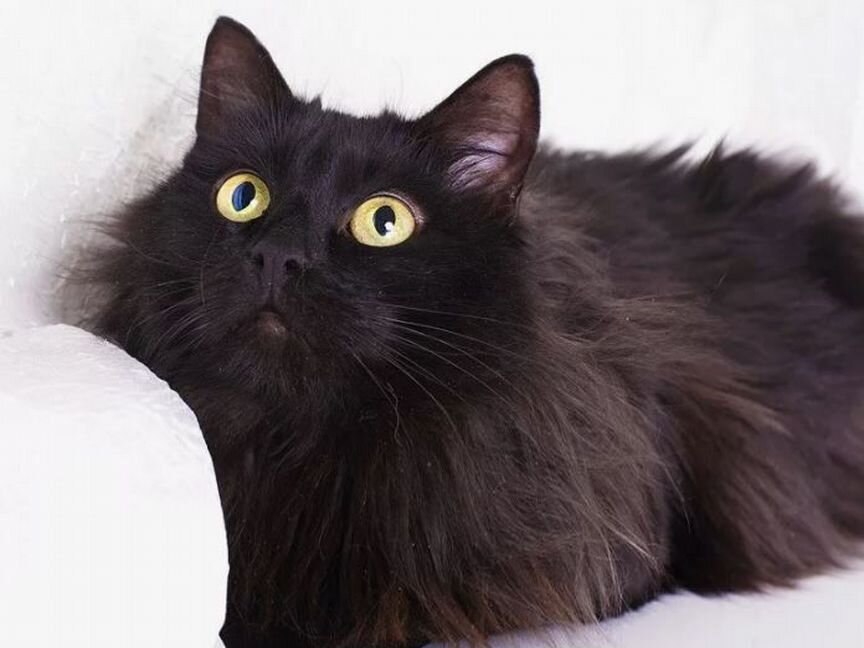 Вязка кот - сибиряк