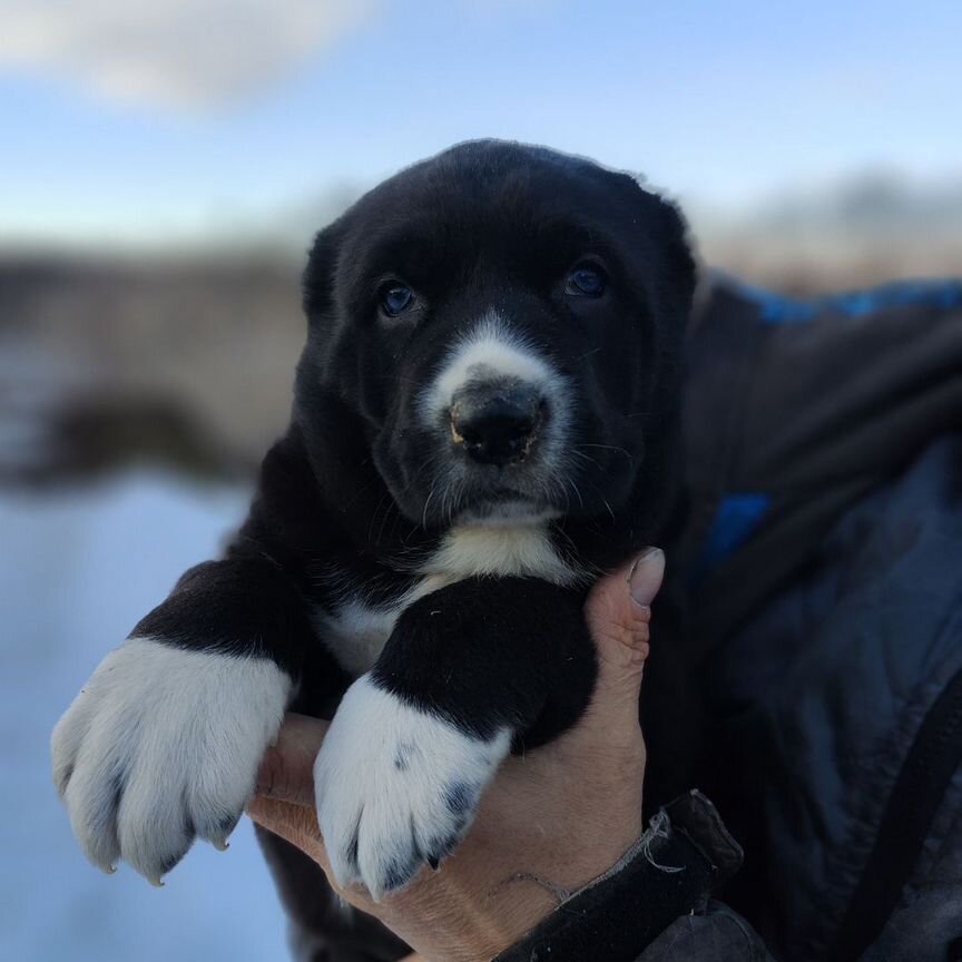 Щенки сао алабай туркменский