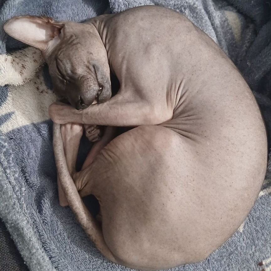 Отдам кота в добрые руки