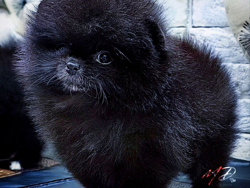 Померанский шпиц