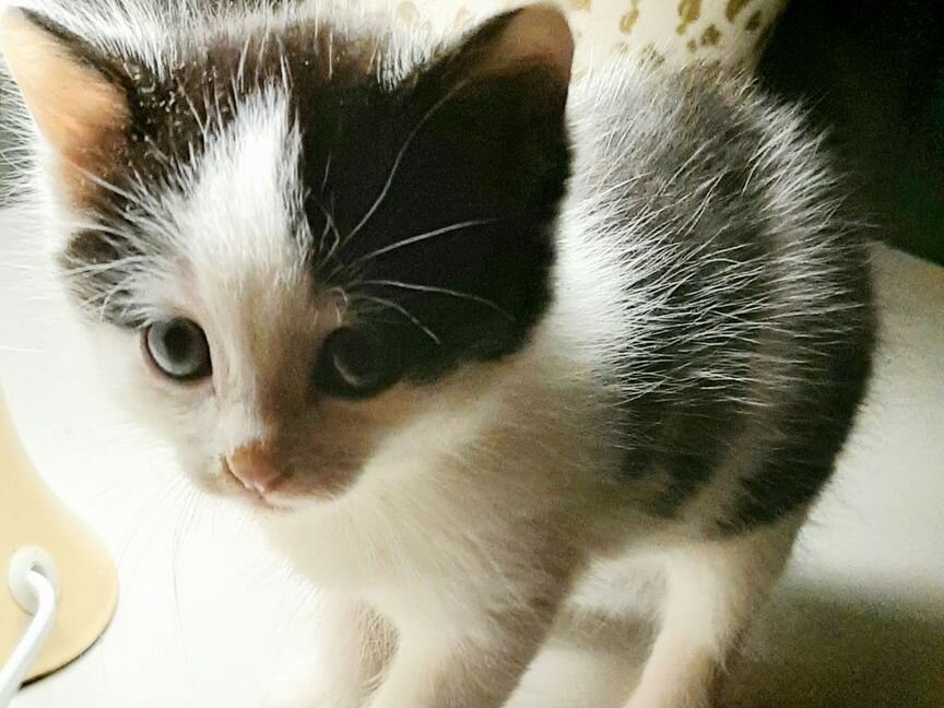 Кот