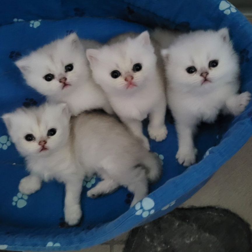 Британский длинношёрстный котёнок