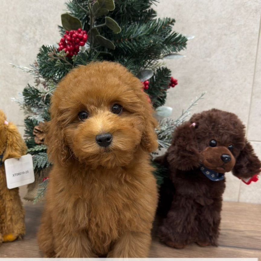 Той-пудель, щенок