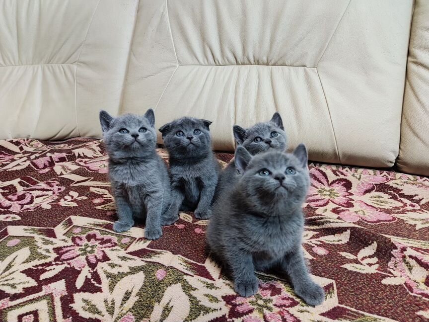 Очаровательные бриташки