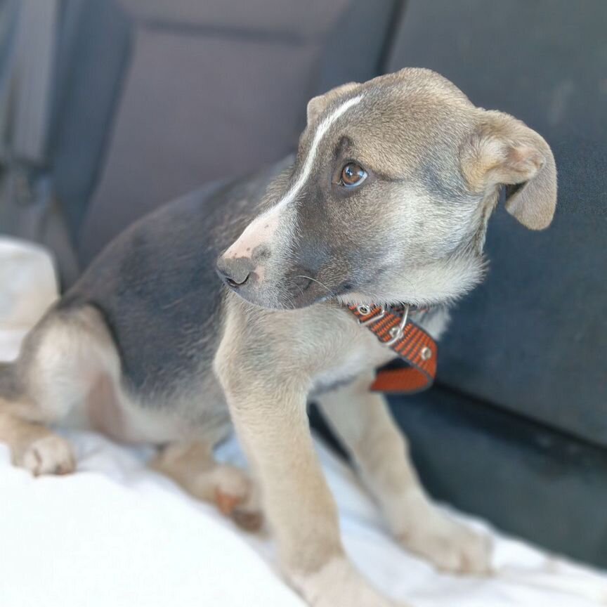 Щенок для двора, привезу