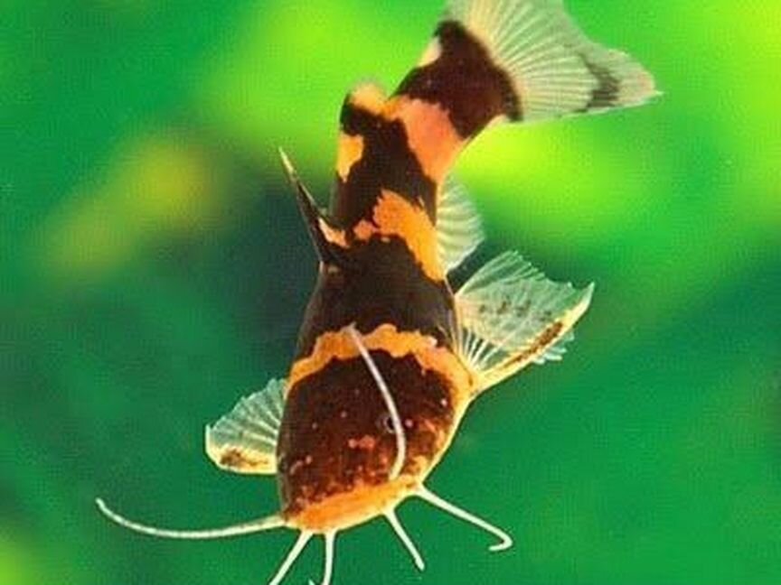 Сомик. Микрогланис зебровый Сом пчелка