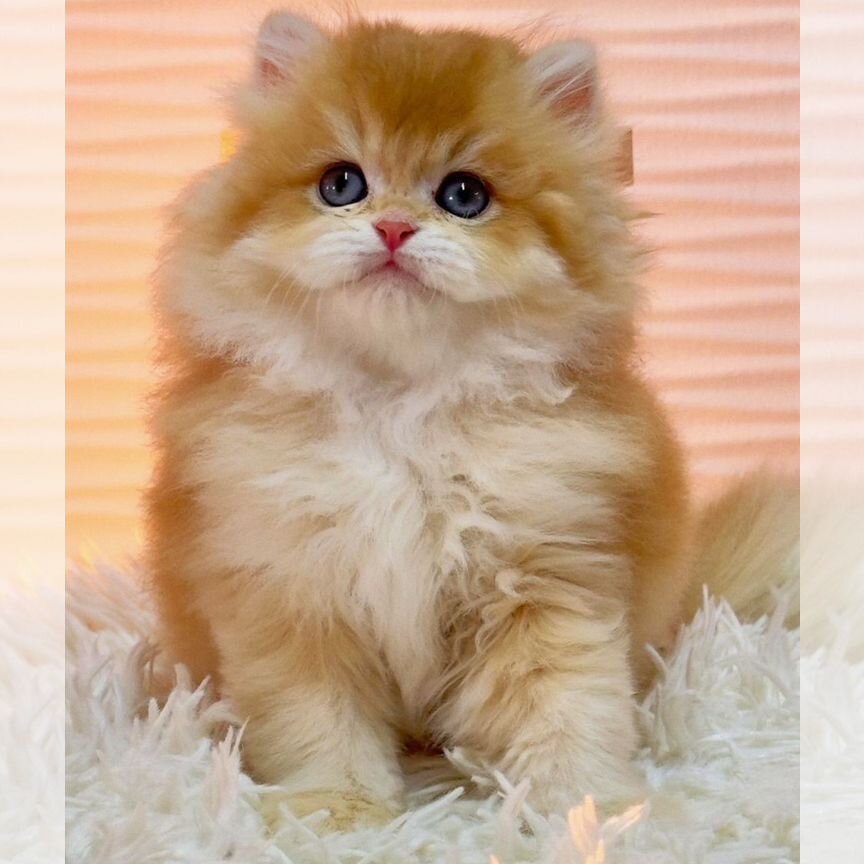 Британские котята
