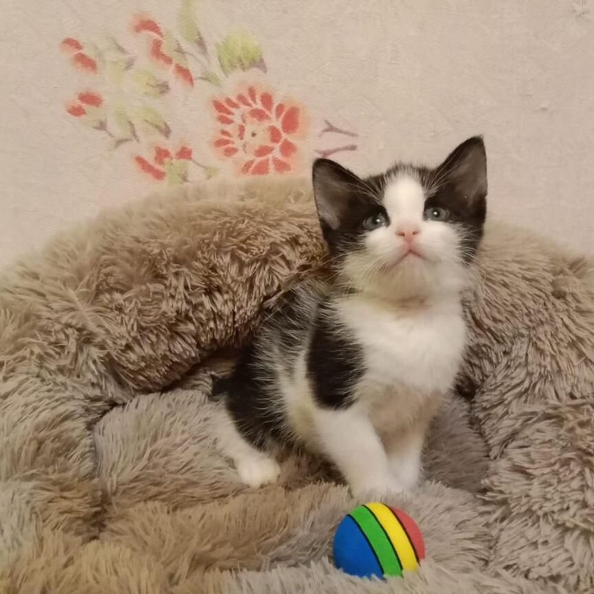 Мишка котенок 1 мес