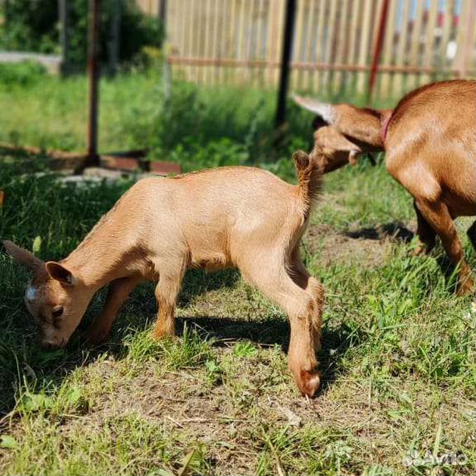 Камерунские козочки