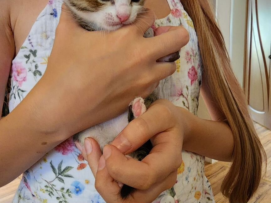 Котята в добрые руки 1 месяц