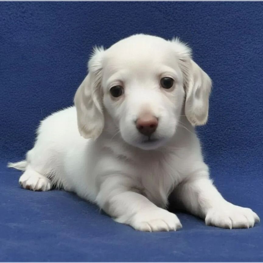 Кроличья такса, щенок