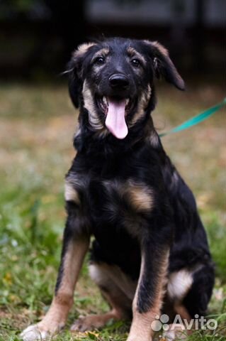 Щенок типаж шнауцера умница ласковая Юна