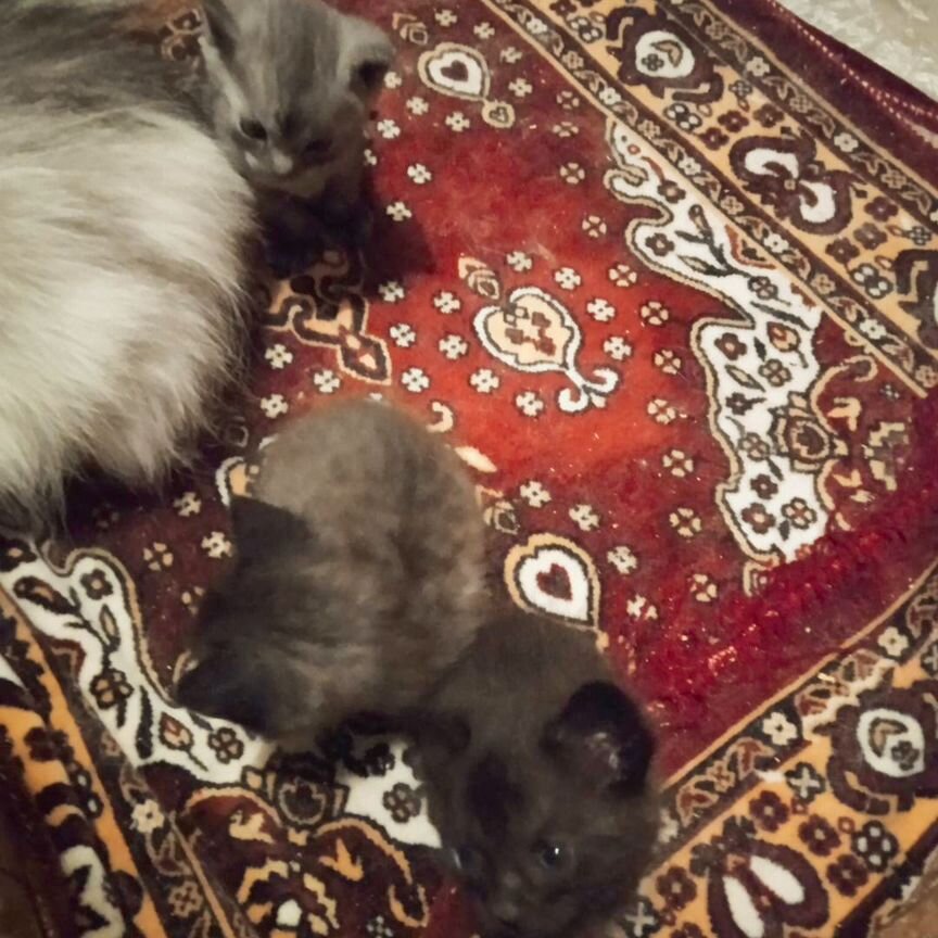 Котята (метисы)мальчик и девочка