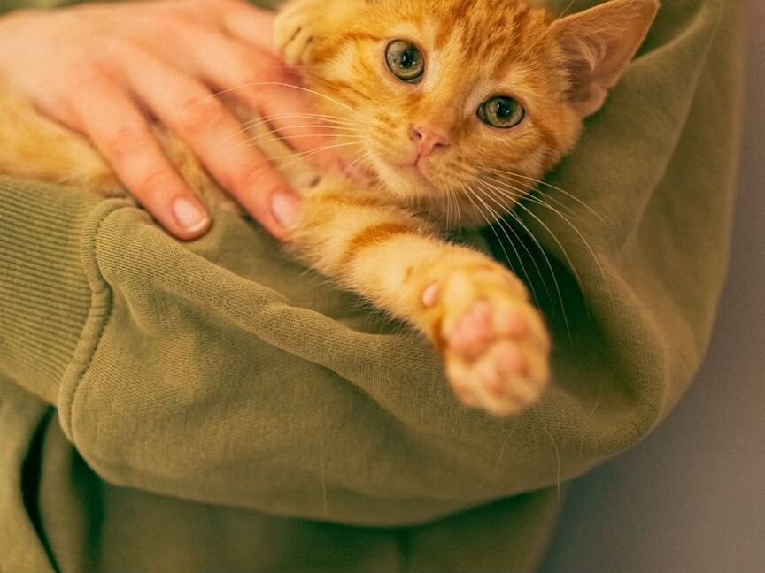 Ищет семью котенок