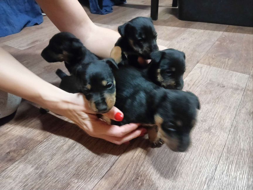 Щенки ягдтерьера