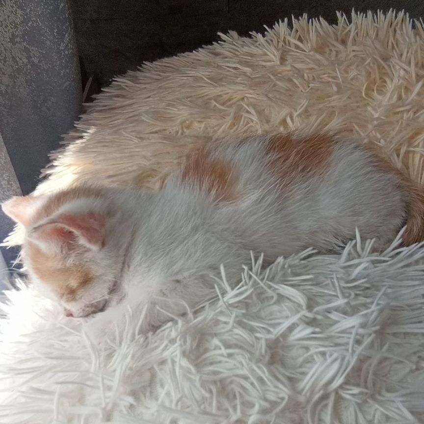 Котята в добрые руки приучены к лотку, мальчики