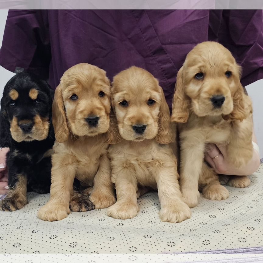 Английский кокер-спаниель, щенок