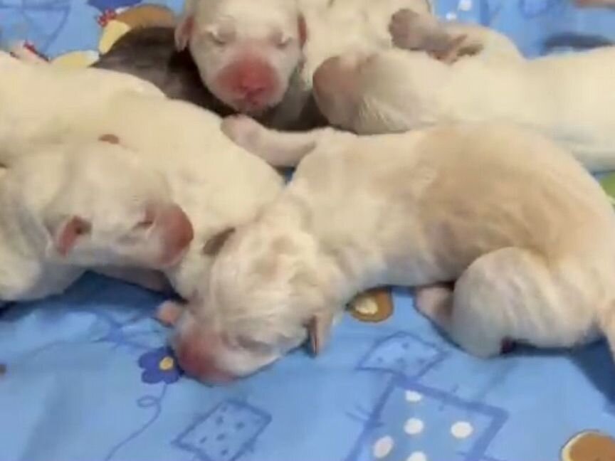 Щенки сао алабай