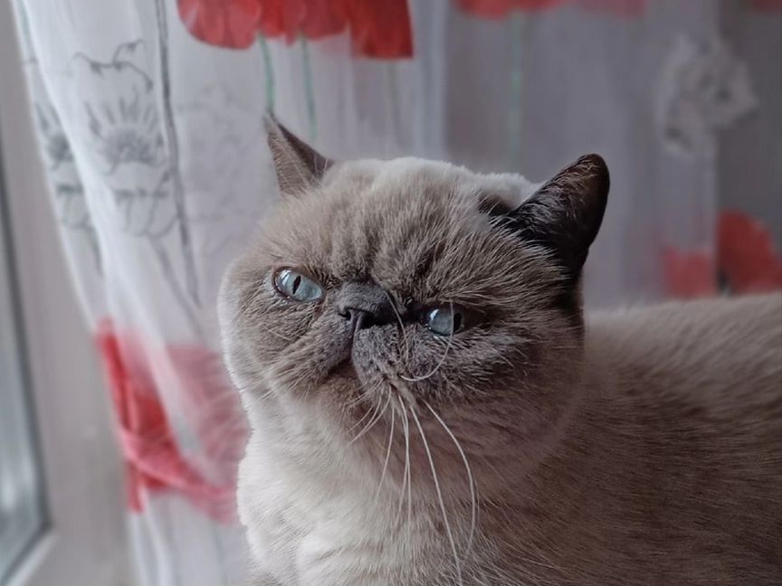 Экзотическая короткошерстная кошка