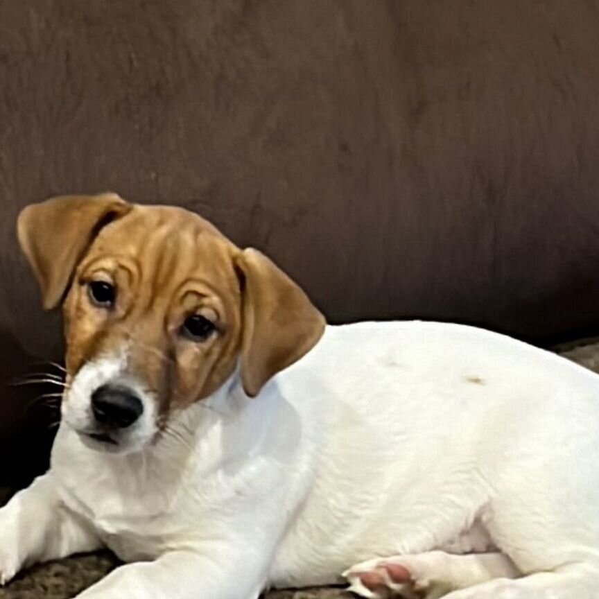 Продам собачку Джек терьер