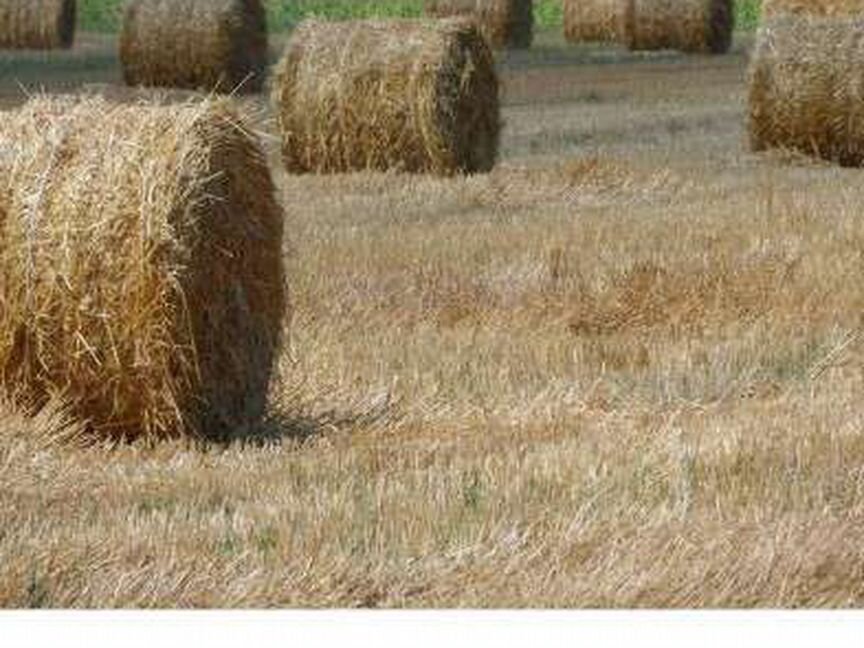 Сено в рулонах, ячмень, сливочное масло