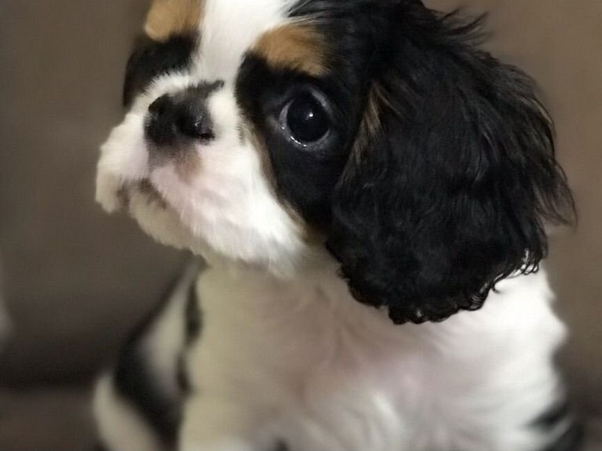 Кинг чарльз спаниель