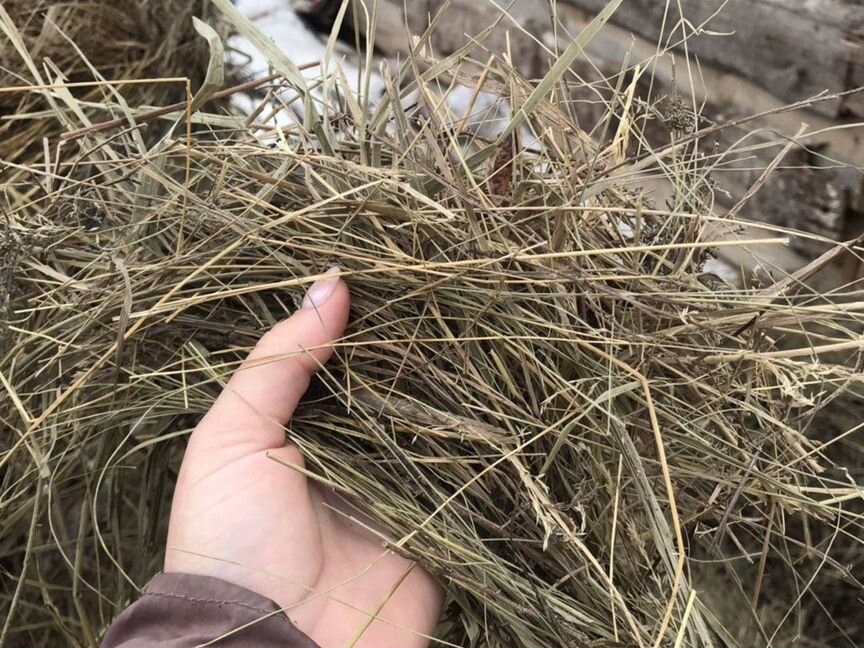 Сено для грызунов