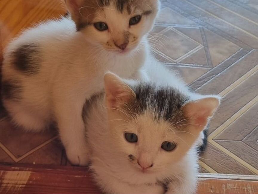 Котята в добрые руки мальчики