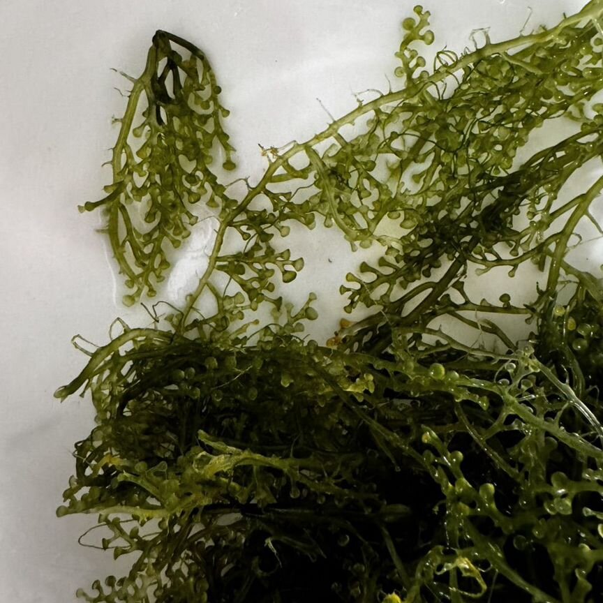 Каулерпа виноградная для морского аквариума