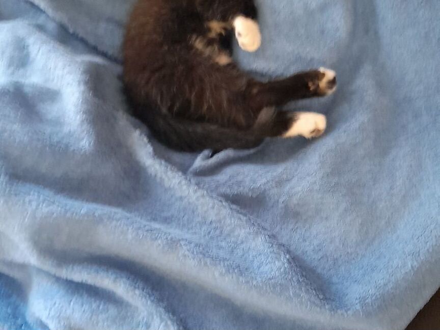 Кошка
