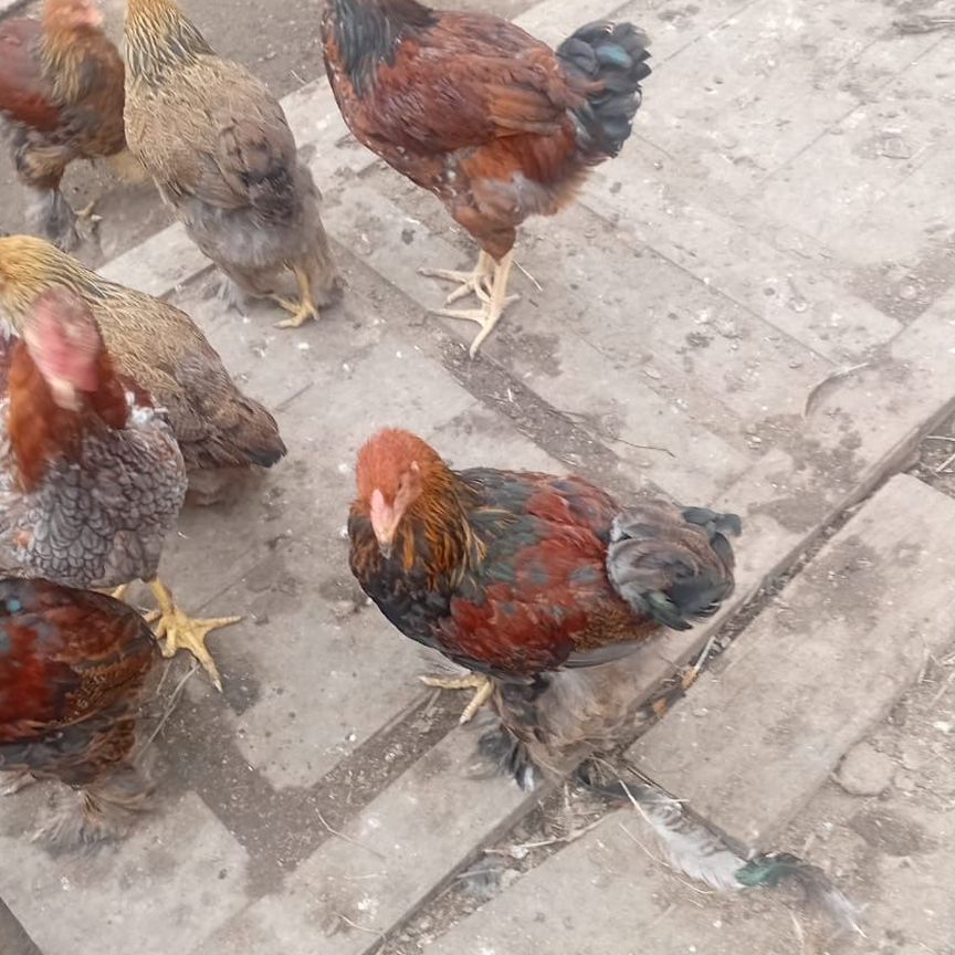 Продаю курочек брама