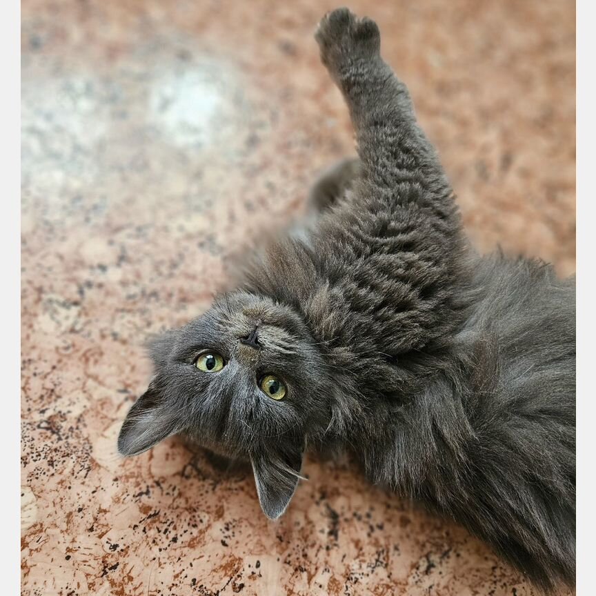 Нужна помощь пристроить котика