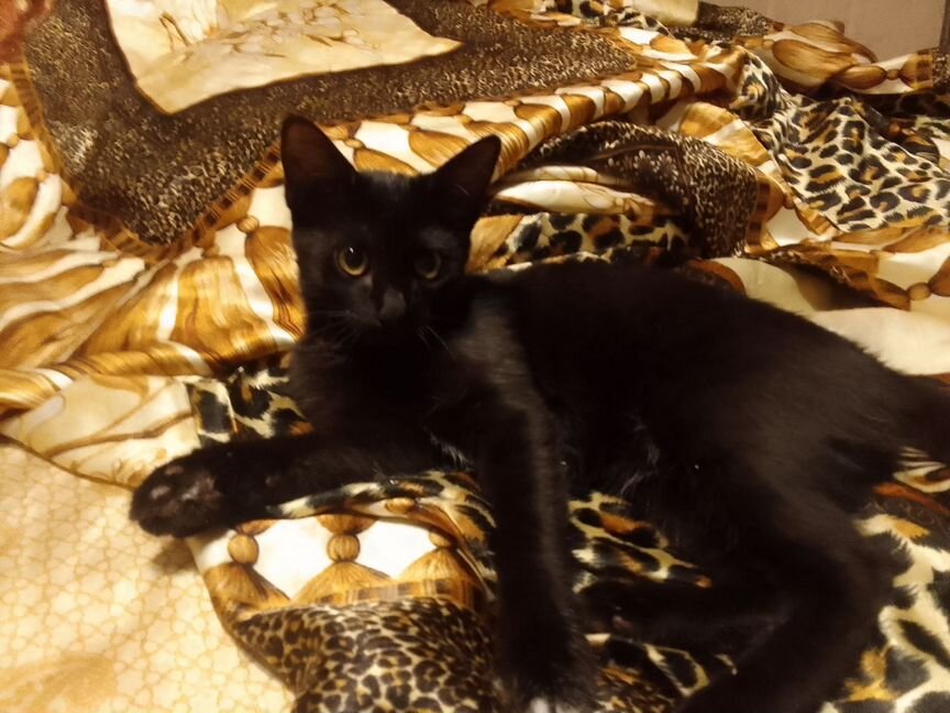 Кошки в добрые руки бесплатно