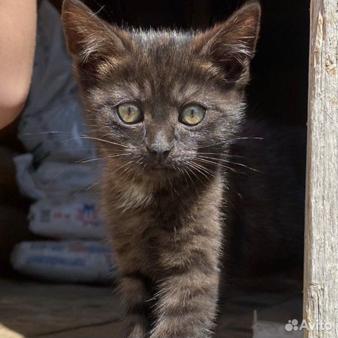Несравненная Шарлотта котенок 2 месяца в дар