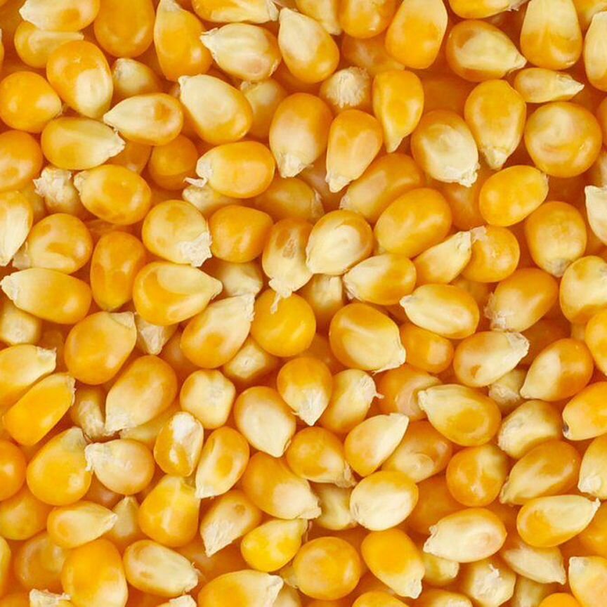 Кукуруза кормовая зерно 30кг