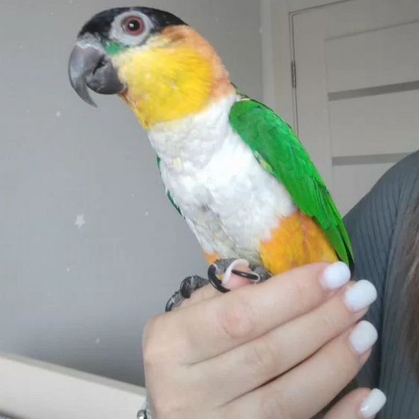 Попугай Каик