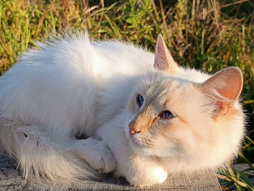 Одам кошку в хорошие руки