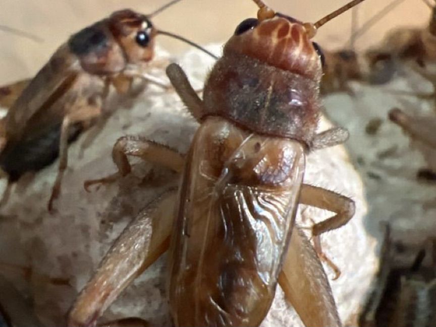 Имаго банановый сверчок