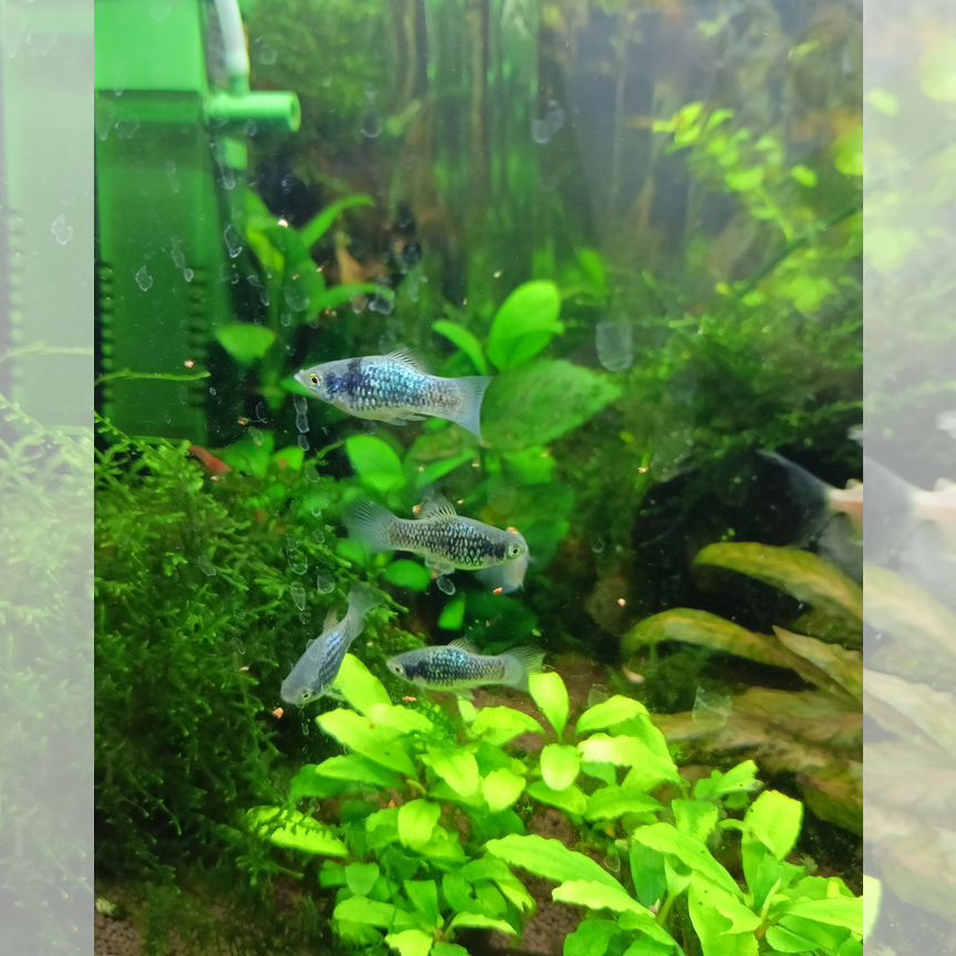 Аквариумные рыбки