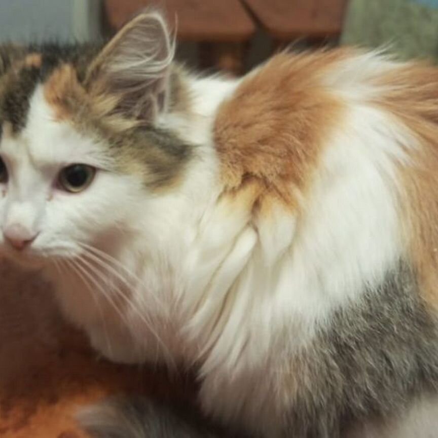 Котенок девочка в добрые руки