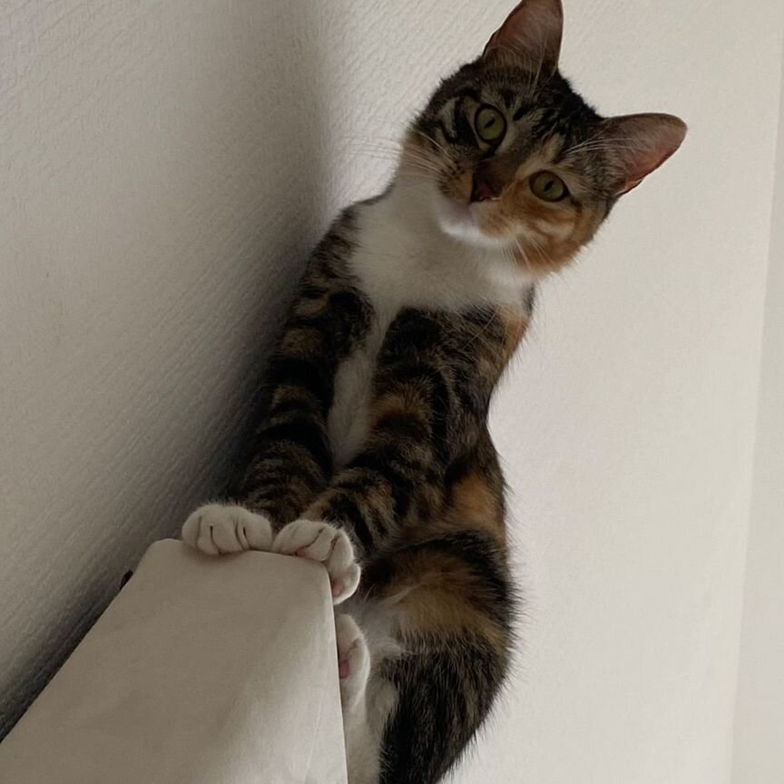 Воспитанная котейка