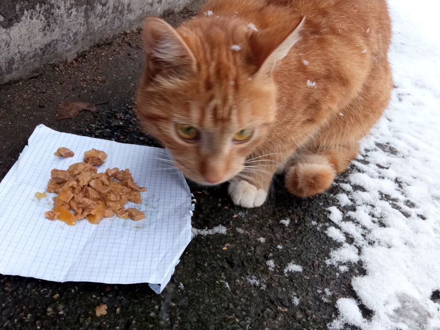 Рыжий котик выброшенный ищет дом