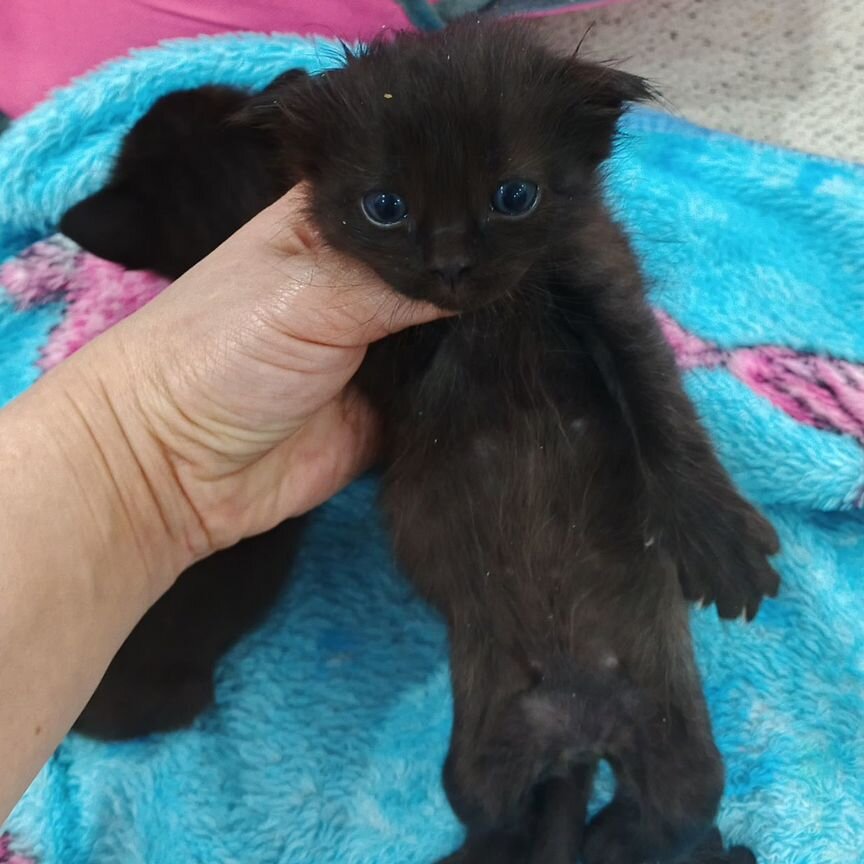 Котята в добрые руки бесплатно
