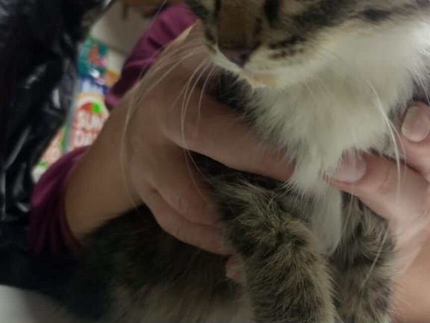 Кошечка ласкуша