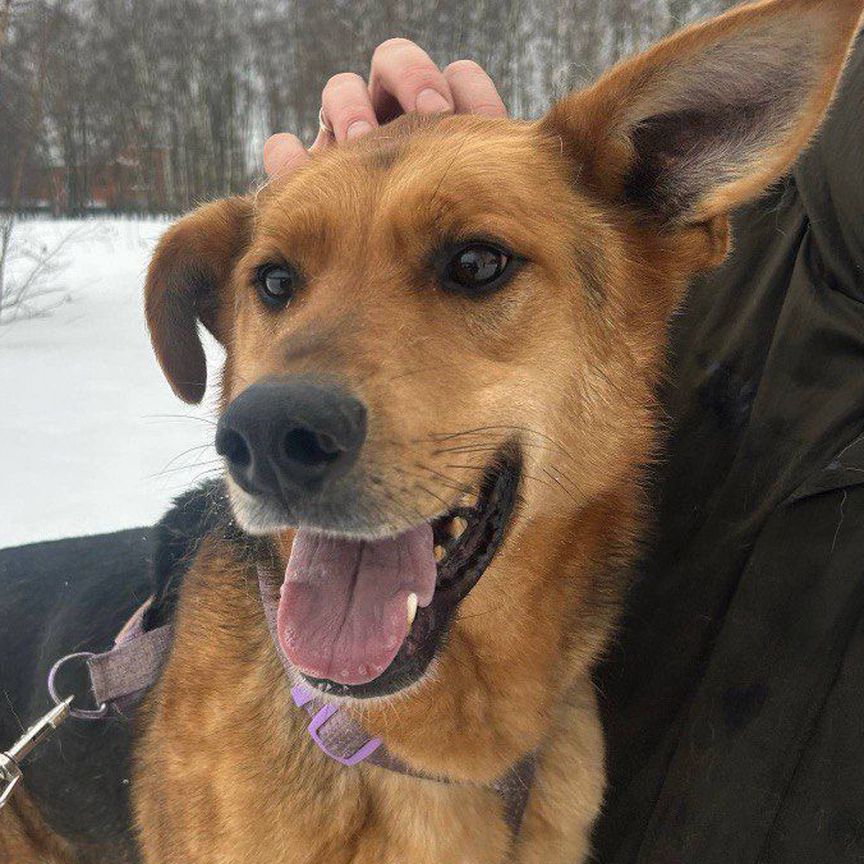 Взрослый пёс в добрые руки