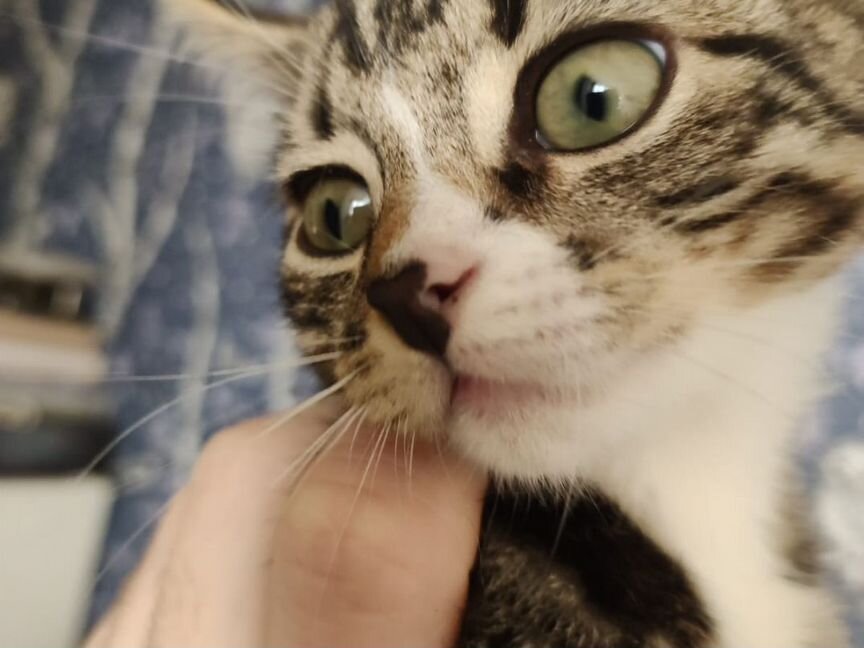 Очень красивый котенок ищет дом