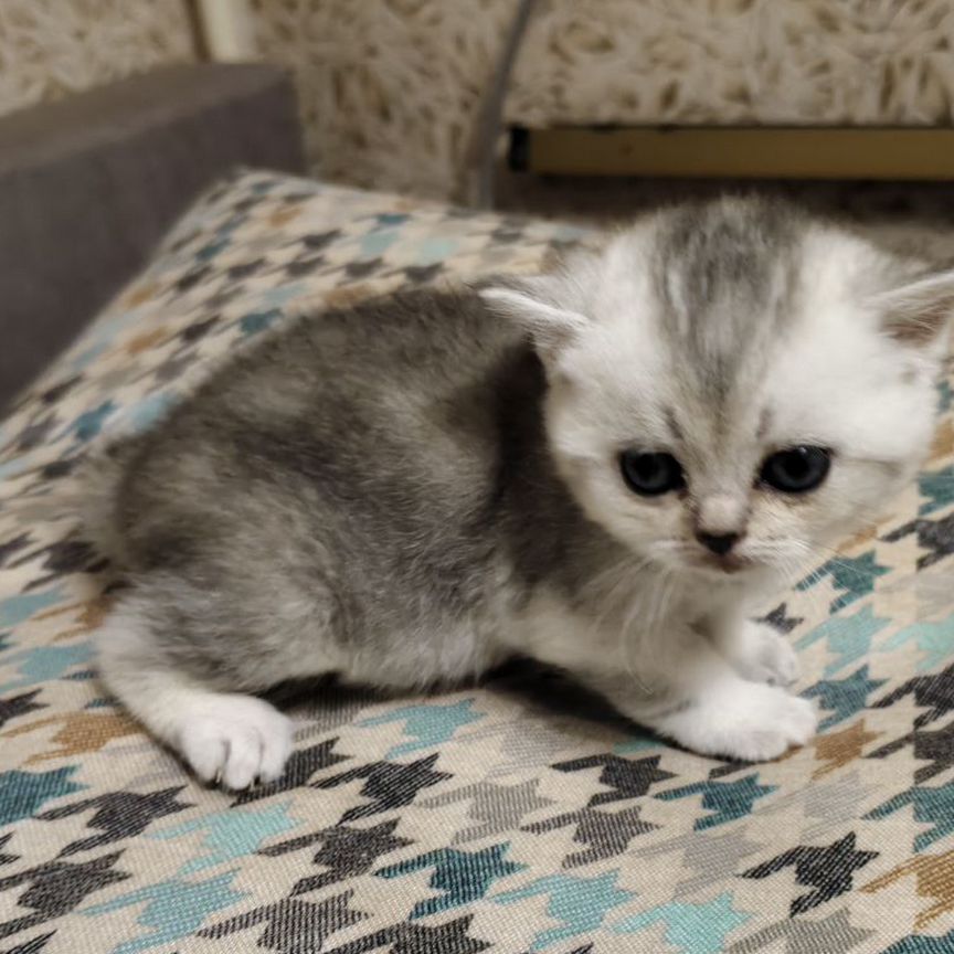 Шотландский прямоухий короткошёрстный котёнок